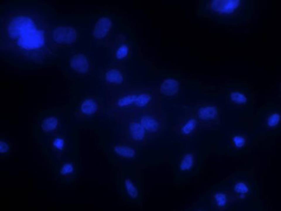 NEPA21 / CHO-K1 - Chinese Hamster Ovary cells - Viability 95 per cent