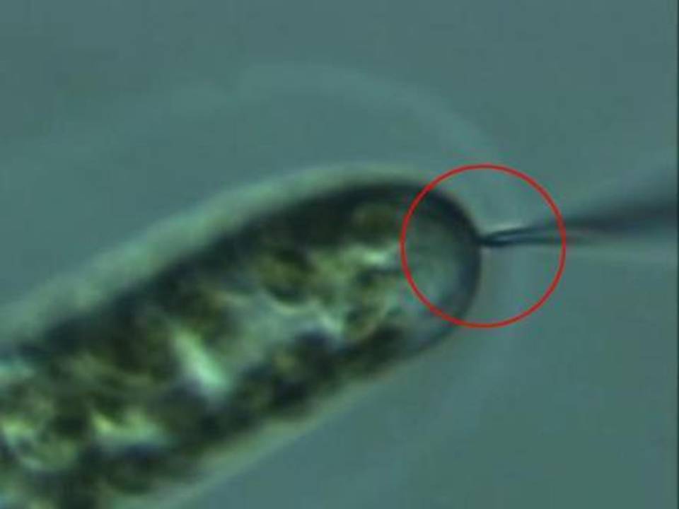 Micro Injection into moss cells