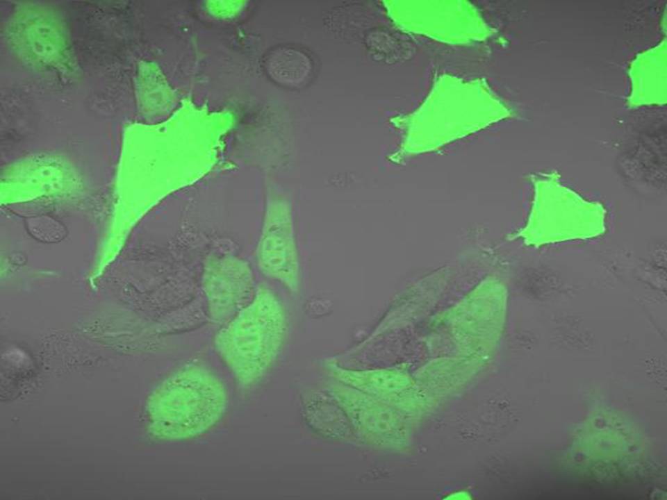 MEF - Mouse Embryonic Fibroblasts - Viability 75 per cent and ...